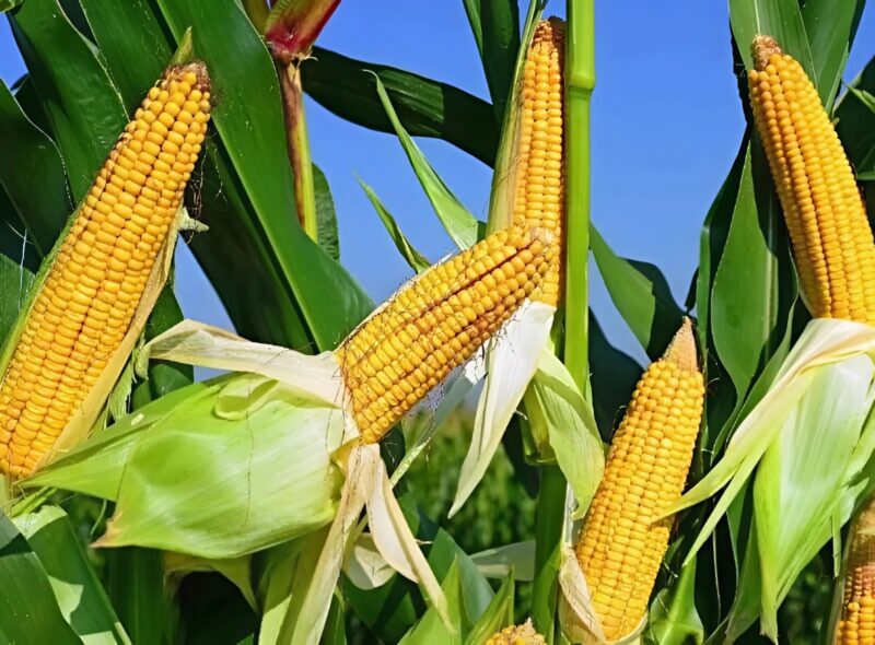 I bought some Egyptian corn, and when I started to clean it, I saw ...