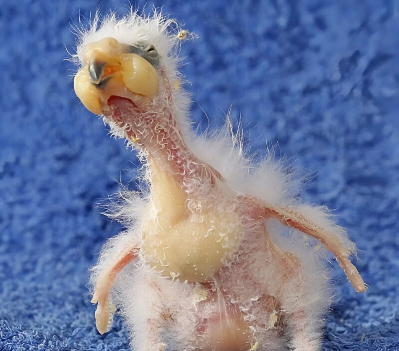 Who isn't a handsome boy, then? The chick that became the ugliest bird ...