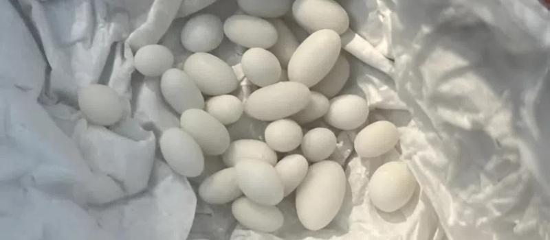 I found strange white balls in my 15-year-old son's backpack. He says ...